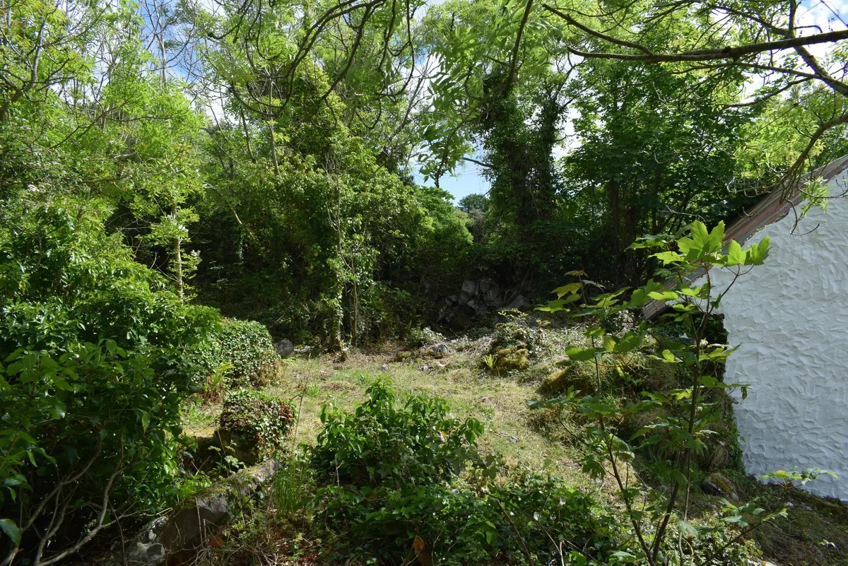 This adorable Irish cottage is on the market for just €79k in County ...